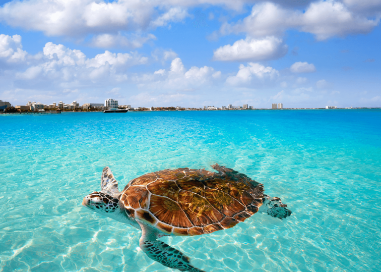 Desarrollo de Software en Cancún - Koud Developers - Desarrollo de ...